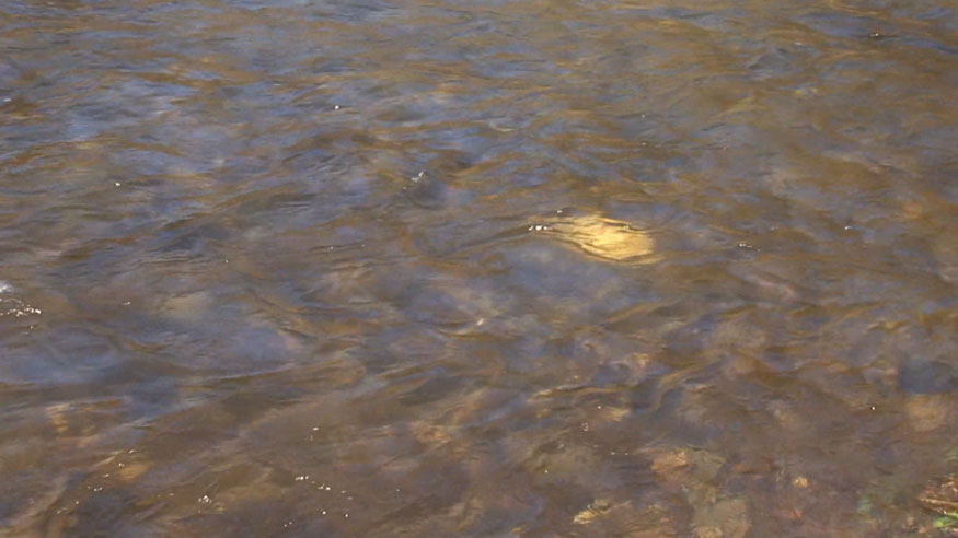 El Toro – Rudolf Boogerman - Visual arts